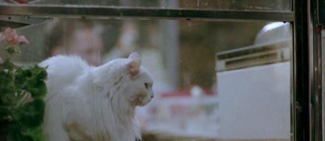 CATS ON FILM | Films with cats in them. | Page 7