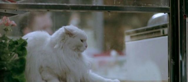 CATS ON FILM | Films with cats in them. | Page 7