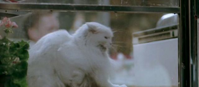 CATS ON FILM | Films with cats in them. | Page 7