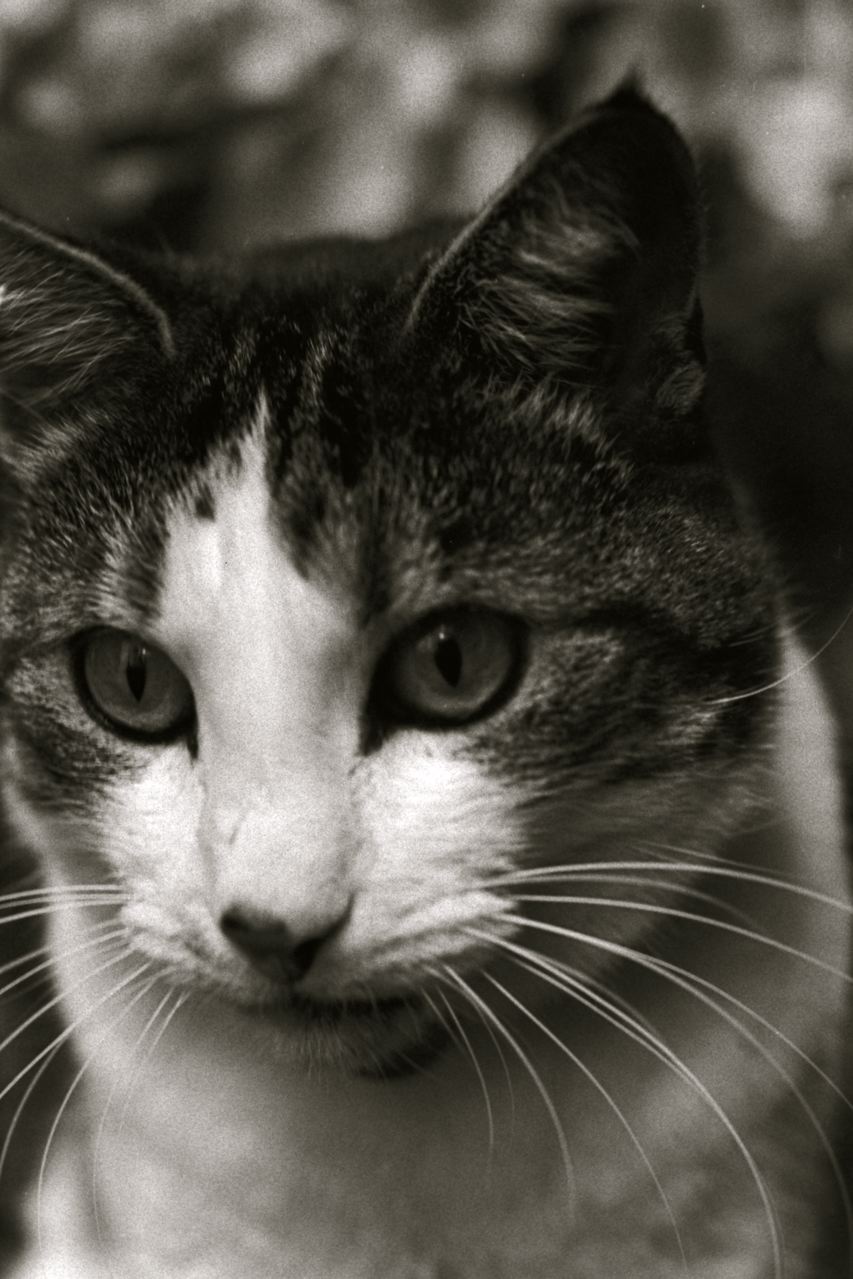 CATS ON FILM | Films with cats in them. | Page 4